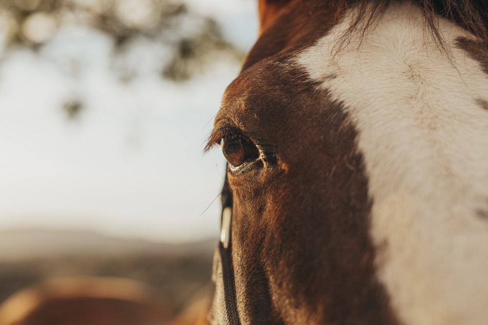 Equine Ophthalmology - Mission Equine Associates